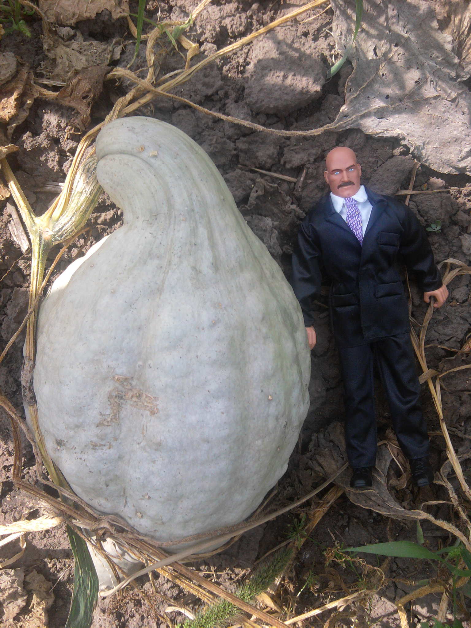 Giant Hubbard Squash