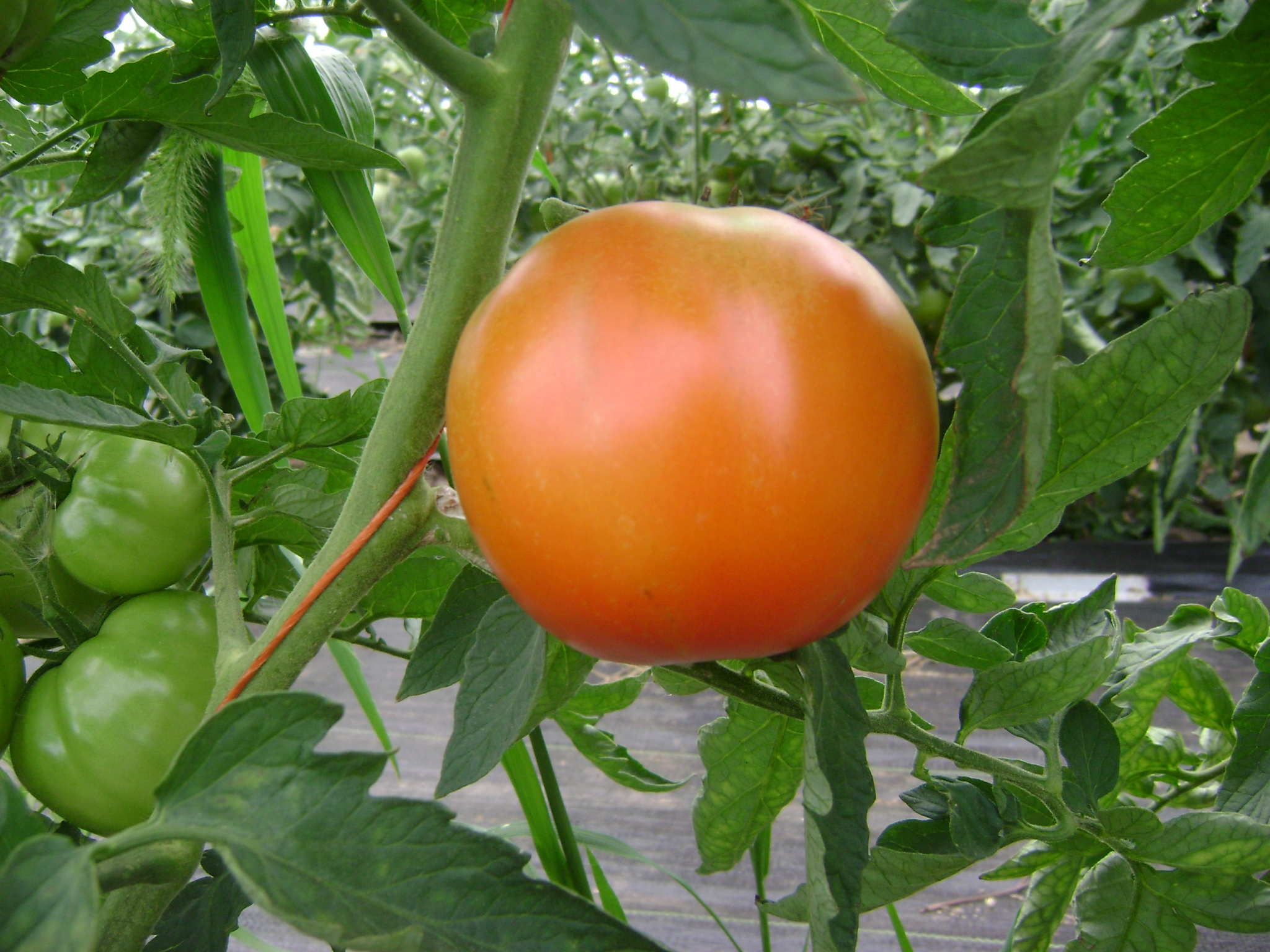 Survey Says! Final Part - Fresh Earth Farms - CSA