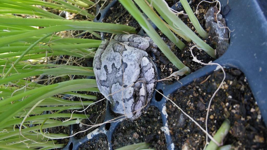 Of Mice and Men - Fresh Earth Farms - CSA