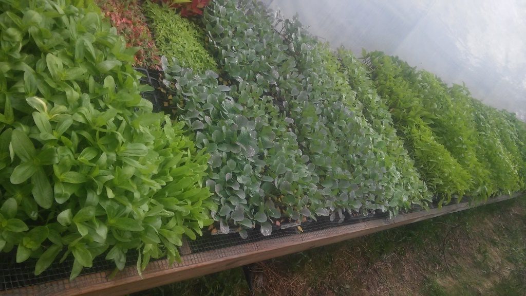 Let's Look at the Numbers - Fresh Earth Farms - CSA