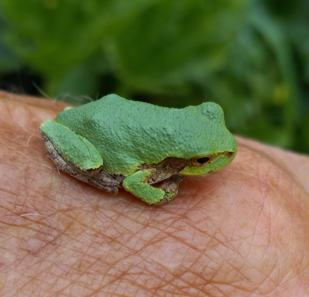 Retirement - Fresh Earth Farms - CSA