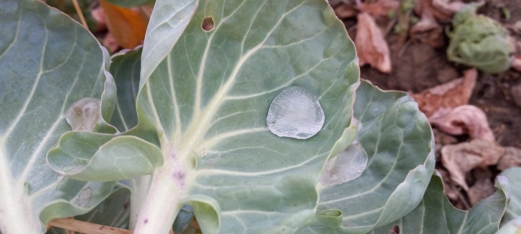 Cold BS - Fresh Earth Farms - CSA