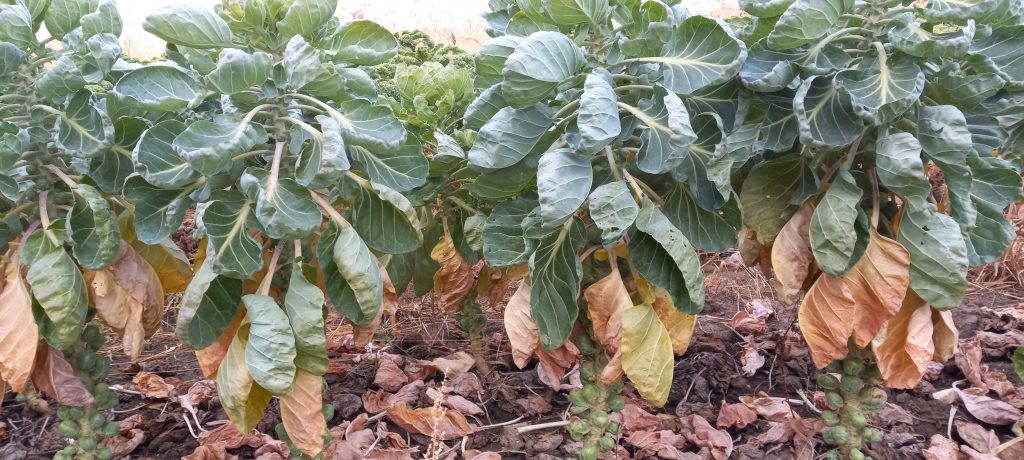 Cold BS - Fresh Earth Farms - CSA