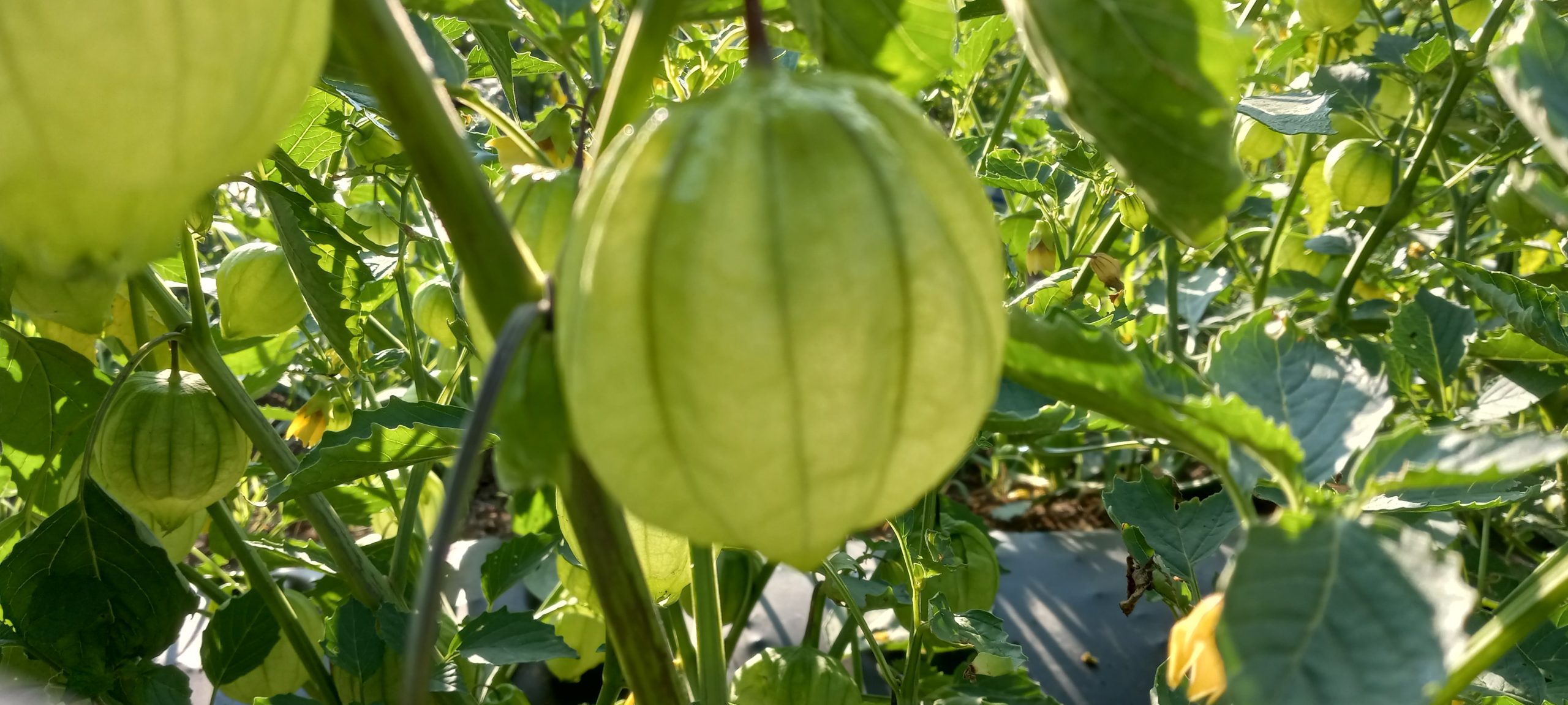 Farm Tour: Episode 1 - Fresh Earth Farms - CSA